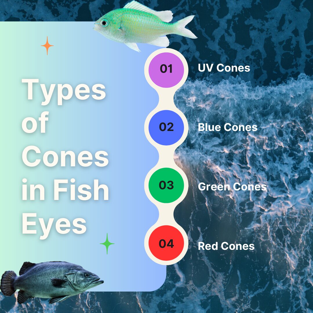 How Fish Perceive Colors Underwater - A Detailed Explanation
