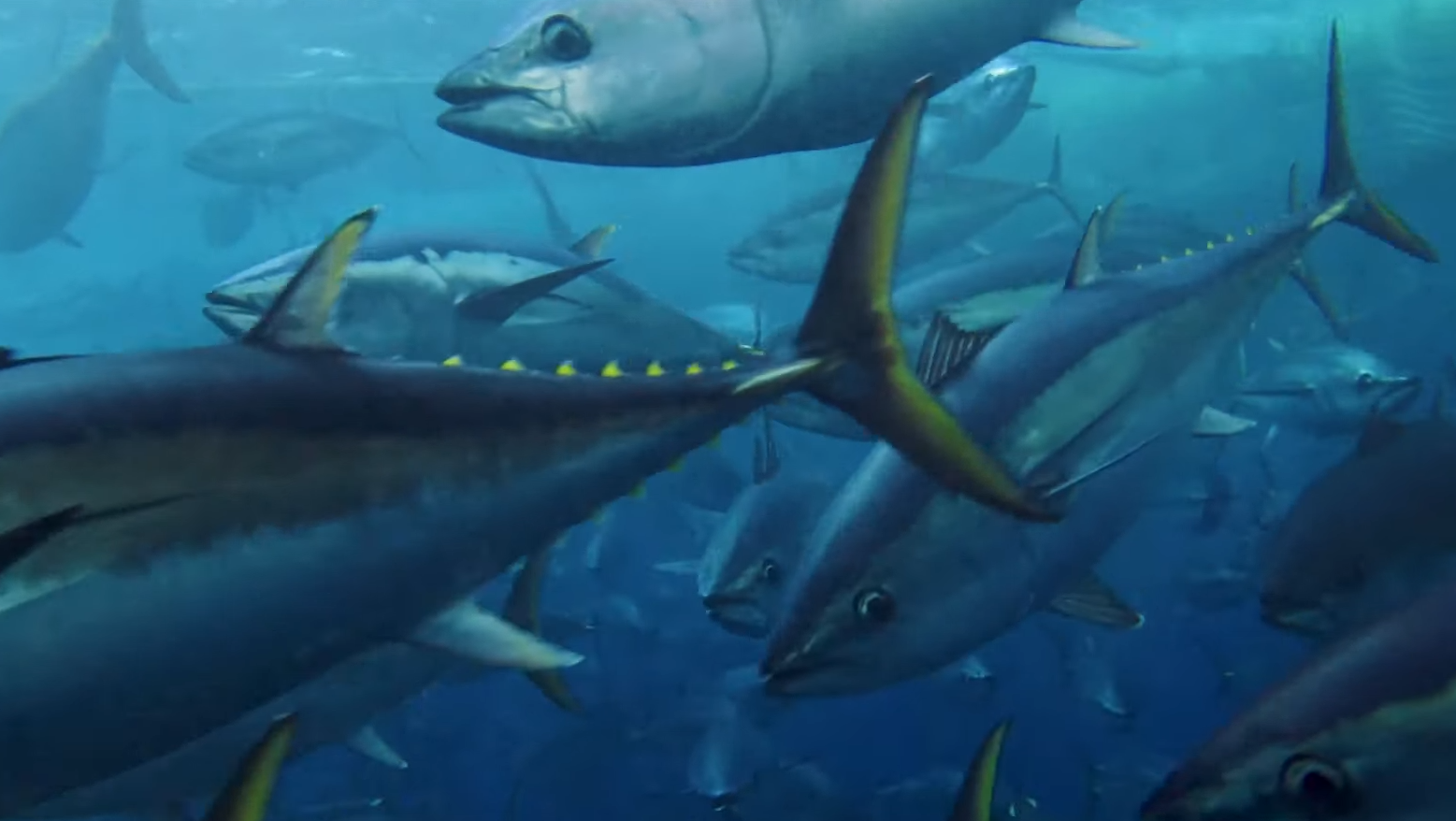 How Fish Perceive Colors Underwater - A Detailed Explanation