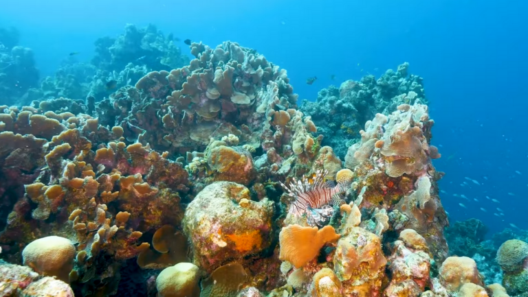 How Fish Perceive Colors Underwater - A Detailed Explanation