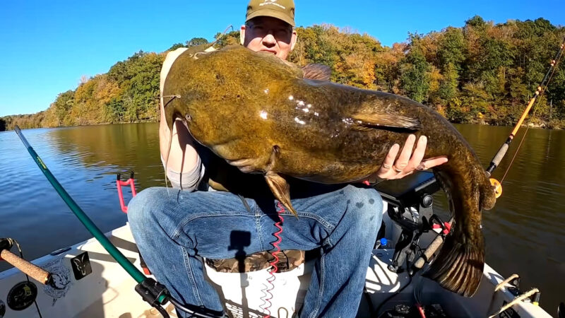 Catfish in Illinois - Species, Habitats, and Top Fishing Tips ...