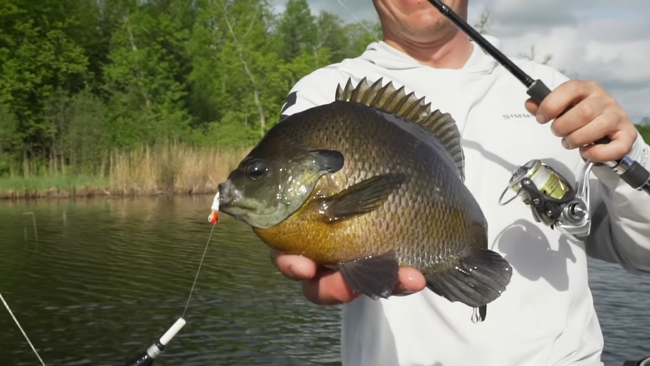 Top 11 Tips for Catching Bluegill in Lakes and Ponds - Illinois Fishing Hub