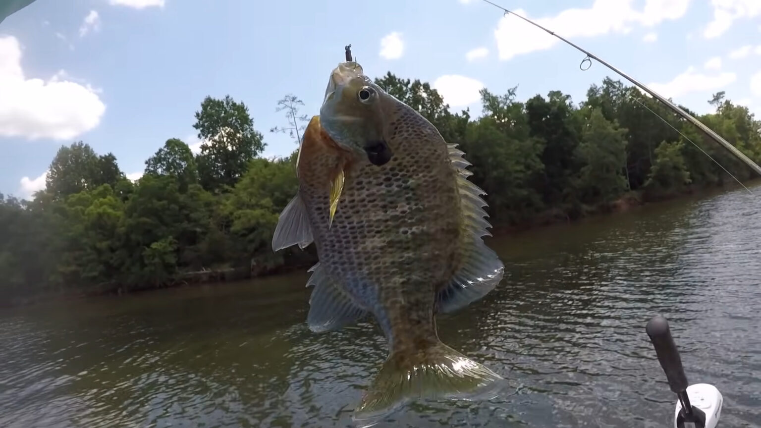 When Do Bluegill Spawn? Timing by Season and Location - Illinois ...